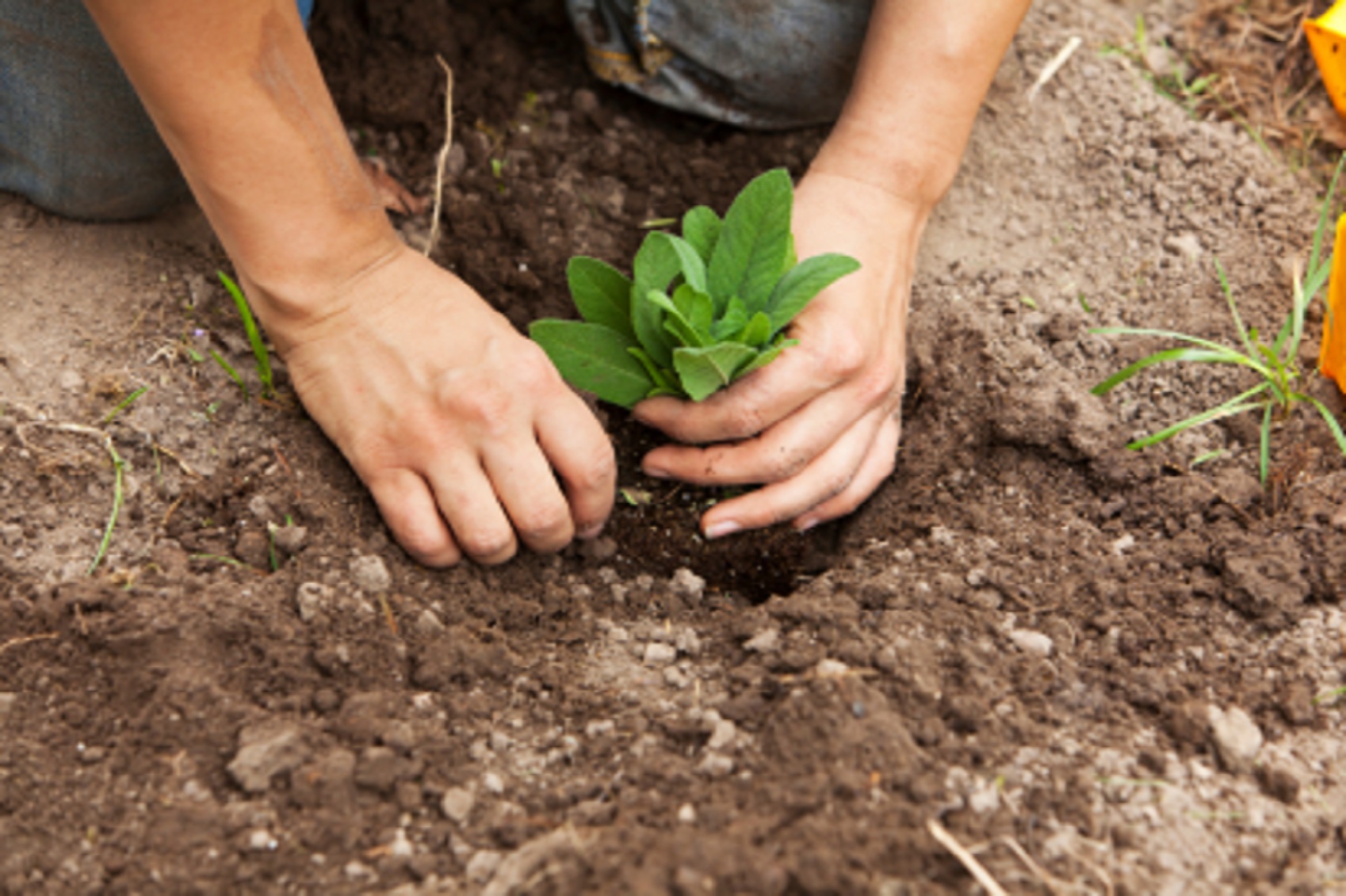 How to Grow Kratom - Kratom-K Guide [Kratom Blog]