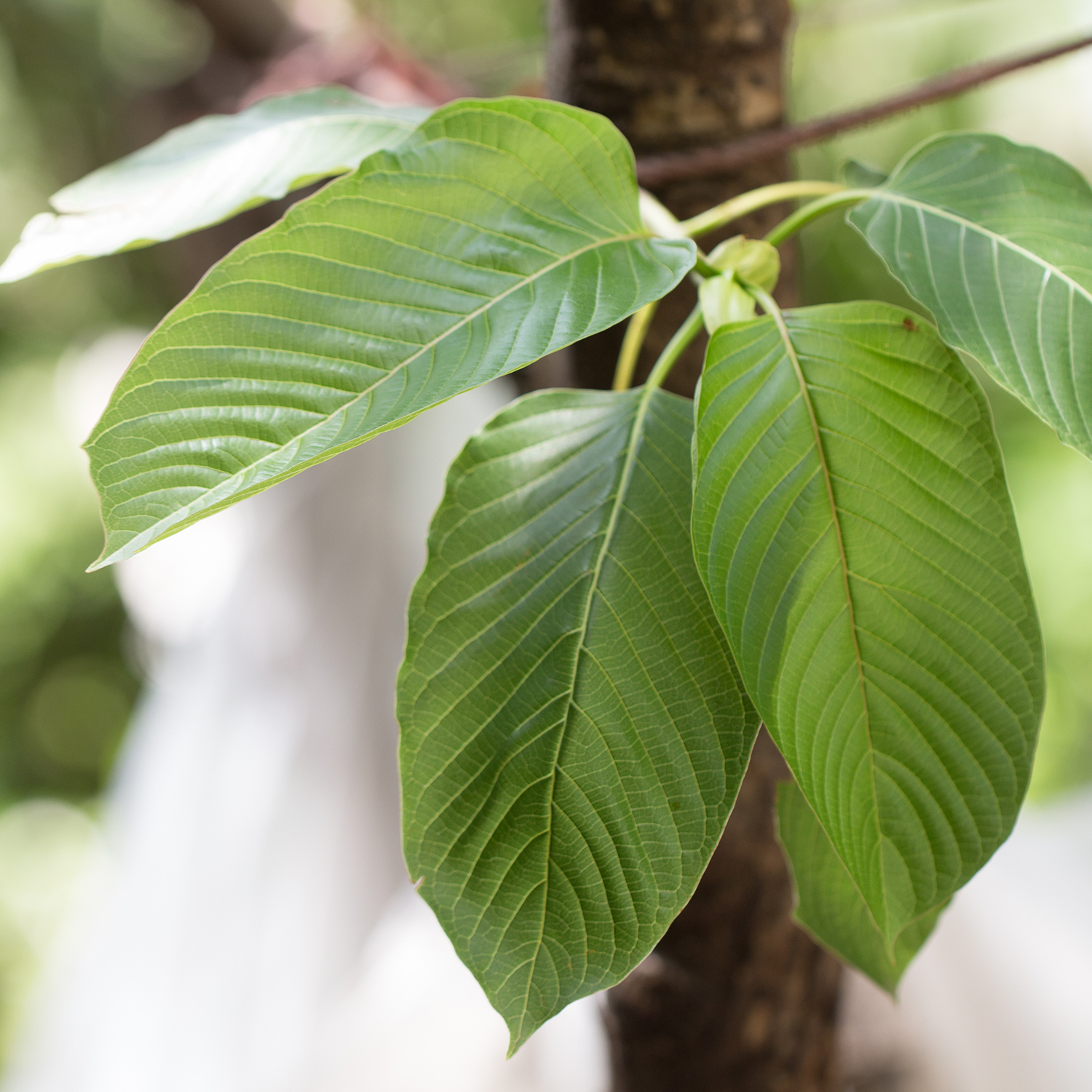 Kratom Dangers - Kratom-K - Authentic Kratom Information